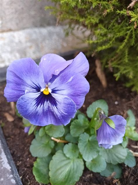 Pansy By Agyguru On Deviantart