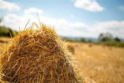 건초 베일입니다 하늘 농업 필드입니다 농장 지에 농촌 자연입니다 초원에 빨 대입니다 여름에 노란색 밀 황금 추수입니다 시골 자연 풍경입니다 곡물 작물 수확 0명에 대한 스톡