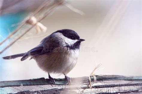 Black Cap Chickadee Stock Image Image Of Hummingbird 200919209