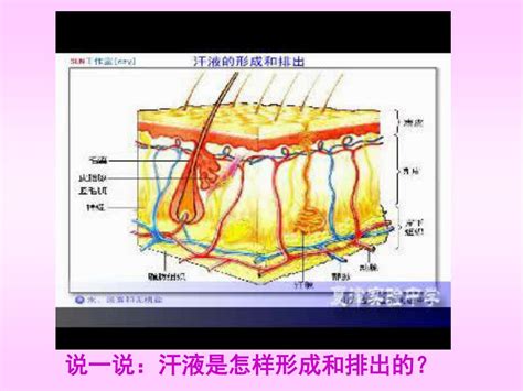 Ppt 汗液的形成和排出 Powerpoint Presentation Free Download Id6785921