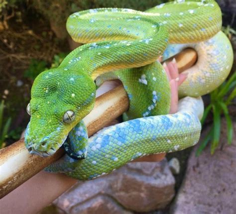Green Tree Python Care Guide Critterfam