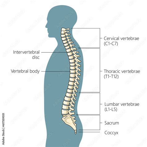 Poster Human Spine Structure Vertebral Column Diagram Schematic Vector