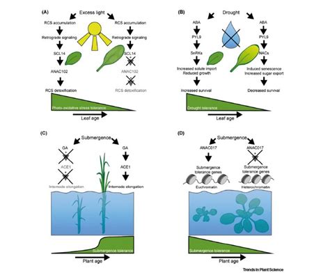 Plant Science Research Weekly February 4 2021 Plantae
