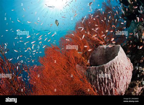 Barrel Sponge And Seafan Xestospongia Testudinaria Melithaea Sp