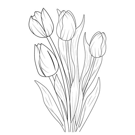 Tulip Flower Ki Drawing At Keira Crampton Blog