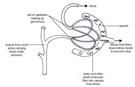 Difference Between Creatinine Clearance And Gfr Compare The