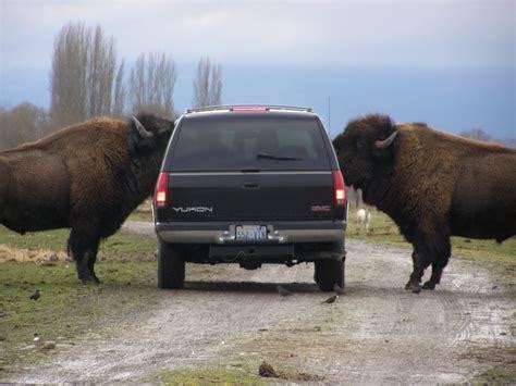 Bison Size Comparison