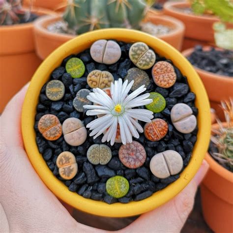 Lithops In Flower