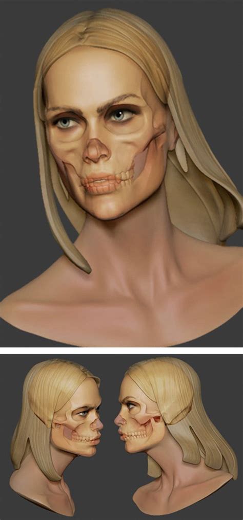 Anatomy