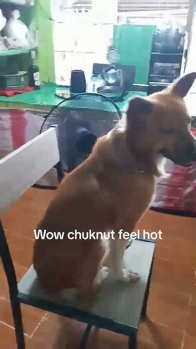 Chuknut Friends Explore Youtube