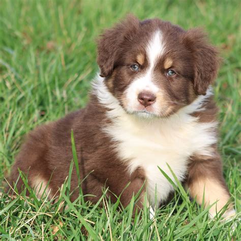 Tri Colored Australian Shepherd Puppies