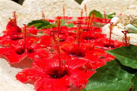 맑은 물에 떠있는 밝은 빨간 히비스커스 꽃과 녹색 잎의 제비 귀여운에 대한 스톡 사진 및 기타 이미지 귀여운 그리스 꽃 식물 Istock