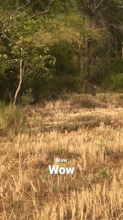 សត្វកម្រ Youtube