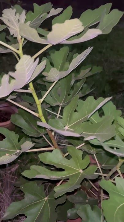 มะเดื่อฝรั่ง🎄🪴ปลูกลงดินเกือบ 2 เดือน มีลูกซะแล้วค่ะ 🐈ฝีมื๊อฝีมือออ😜 Youtube