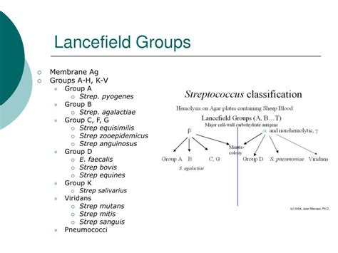 Ppt Streptococcus Powerpoint Presentation Free Download Id765884 Ppt Streptococcus Powerpoint Presentation Free Download Id765884