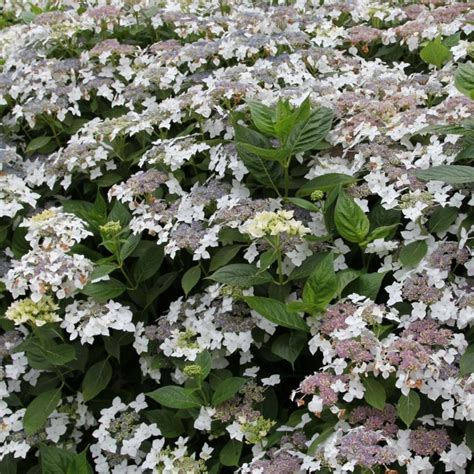 Lacecap Hydrangea White