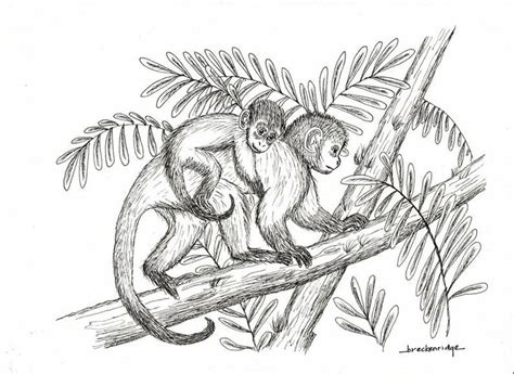 Learn How To Draw A Monkey In Easy Steps