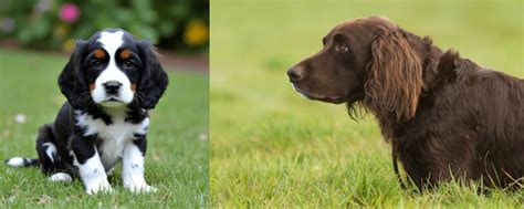 English Cocker Spaniel Vs German Longhaired Pointer Breed Comparison