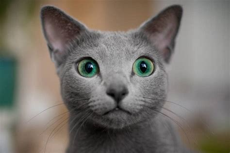 Russian Blue Cat Behavior Russian Blue Cattery