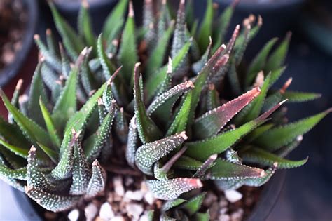 뾰족한 녹색 잎을 가진 Haworthia 다육 식물의 클로즈업 즙이 많은 애호가에게 이상적인 이 이미지는 사막 식물의 복잡한
