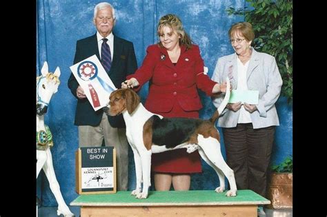 Treeing Walker Coonhound Puppies For Sale