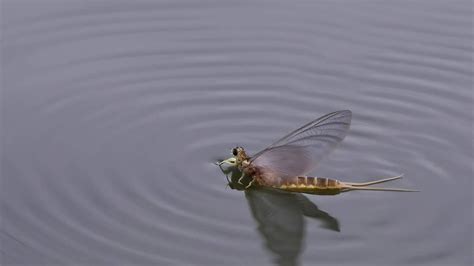 Do Mayflies Bite At Marvin Okeefe Blog