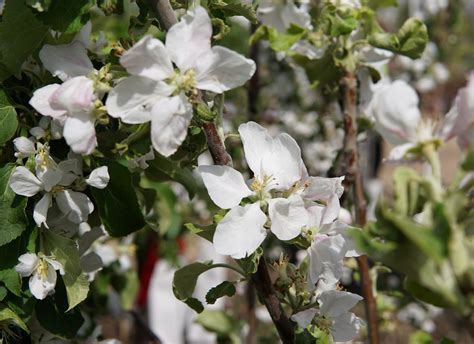September Ruby Apple Kiwi Nurseries