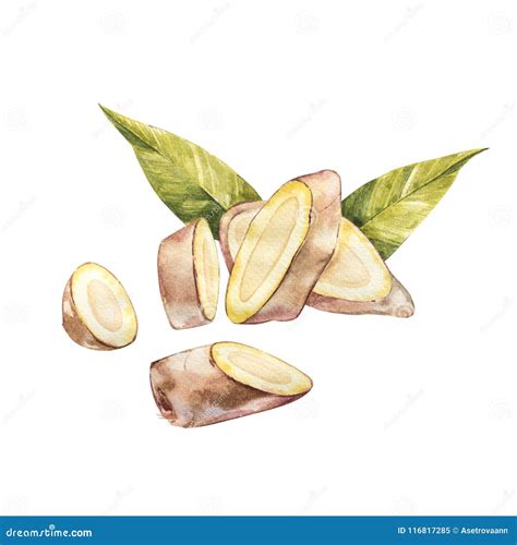 Hand Drawn Ginger Watercolor Sketch Illustration For Food Design