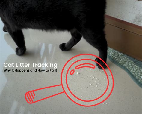 Cat Litter Tracking Why It Happens And How To Fix It Nana And Chi