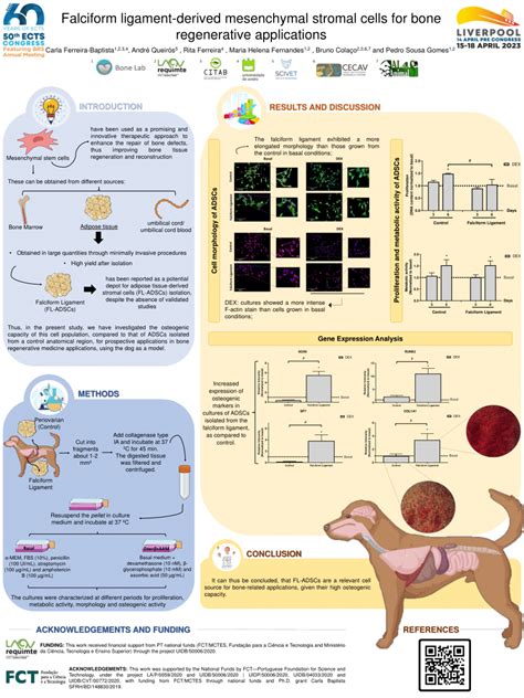 Pdf Falciform Ligament Derived Mesenchymal Stromal Cells For Bone