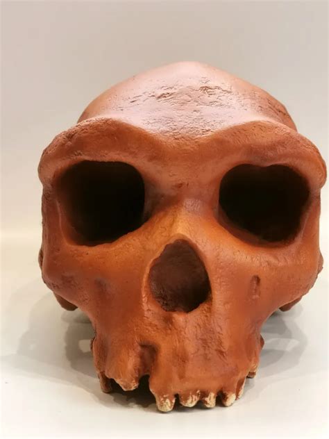Homo Heidelbergensis Rhodesian Man Skull Replica Full Size 3d Printed