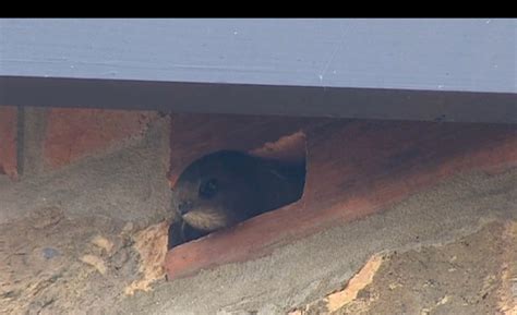 Action For Swifts The Air Brick Liner Swift Brick