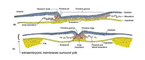 Stages In Chick Embryo Development Biology Notes Online