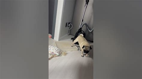 강아지 오줌 싸는 장면 착하다 내 딸 ~ Youtube