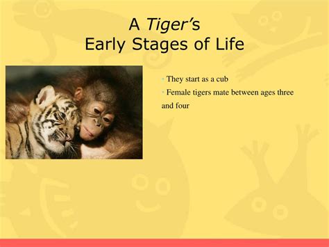 Ppt All About Tiger Powerpoint Presentation Free Download Id3926337