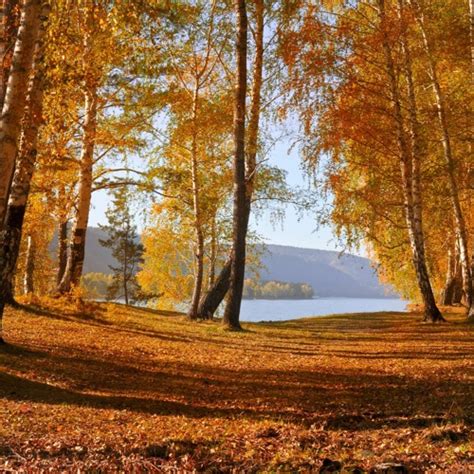 Stream Small Ocks In The Tree By Joe Stevens 12 Listen Online For