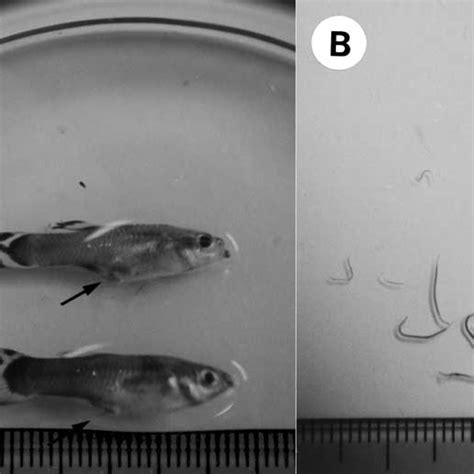 A Camallanus Cotti Infected Guppies Worms Can Be Seen Extruded From