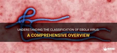 Understanding The Classification Of Ebola Virus A Comprehensive