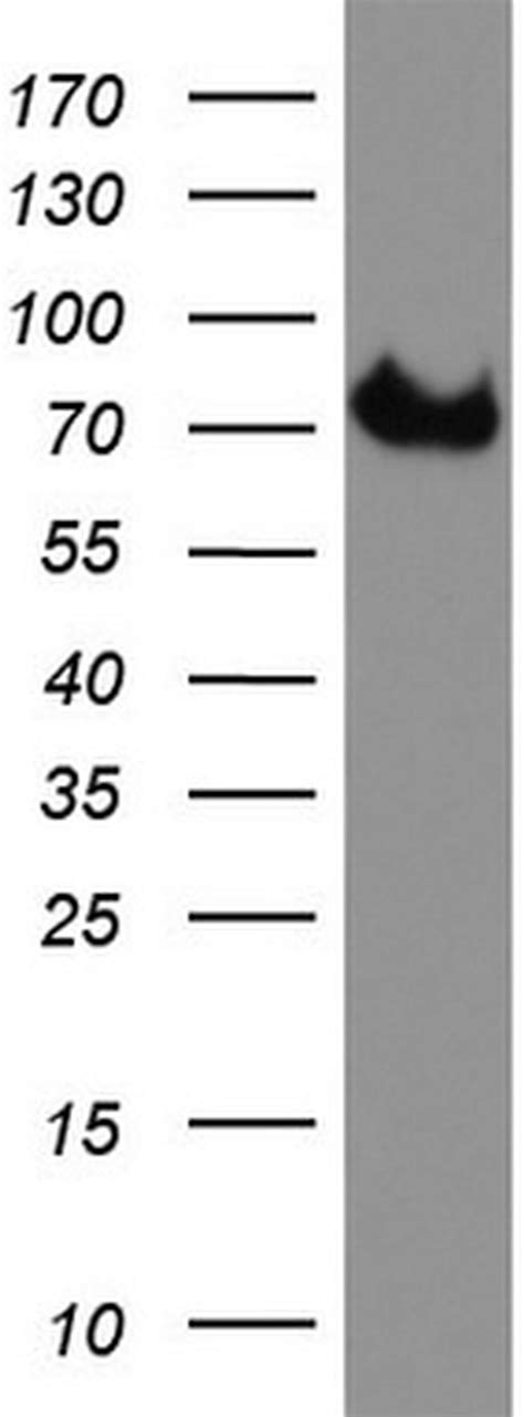 Cd68 Antibody Um800047