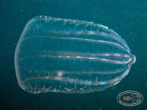 Comb Jellys Phylum Ctenophora Chaloklum Diving Koh Phangan