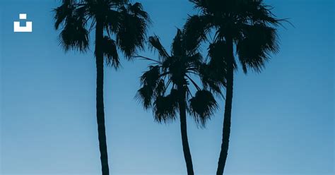 두 개의 야자수가 푸른 하늘을 배경으로 실루엣으로 그려져 있다 사진 Unsplash의 무료 여름 이미지