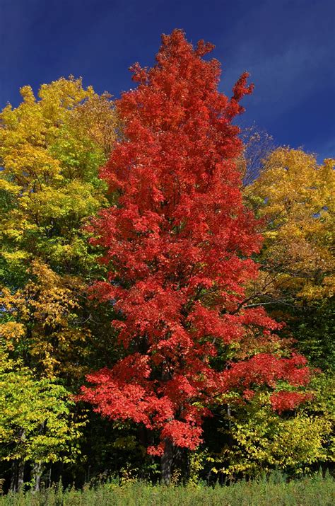 Autumn S Colourful Display Why Do Tree Leaves Change In The Fall Maple Leaves Forever