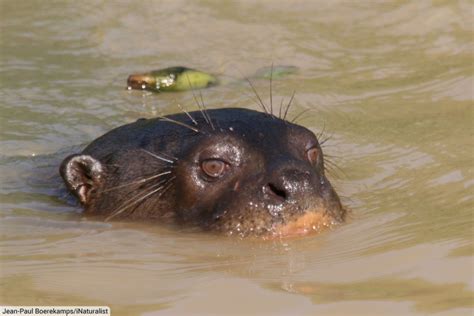 Giant River Otter Pteronura Brasiliensis Giant Otter Facts And Pictures