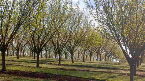 How To Plant Grow And Care For Hazelnut Tree Complete Guide