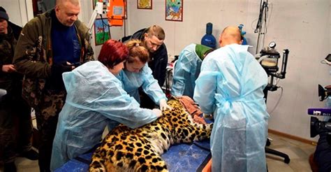 Un Grupo De Cazadores Se Apiada De Un Leopardo En Peligro De Extinción