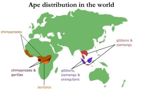 Ape Vs Monkey Info And Games