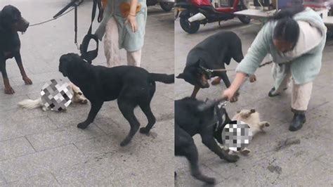 女子遛烈性犬拉不住，小狗被活活咬死，狗主人主动报警联系赔偿凤凰网视频凤凰网