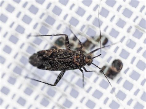 Phytocoris Intricatus Insects