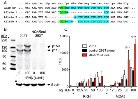 Isoforms Of The Rna Editing Enzyme Adar1 Independently Control Nucleic Acid Sensor Mda5 Driven