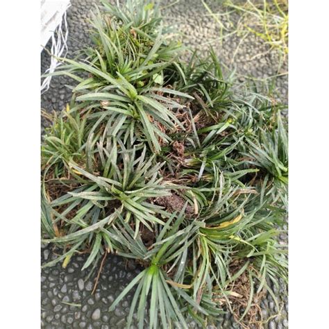 Jual Kucai Mini Shopee Indonesia